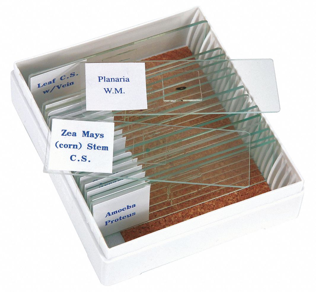 Slide Set,Prepared,Biology - Grainger