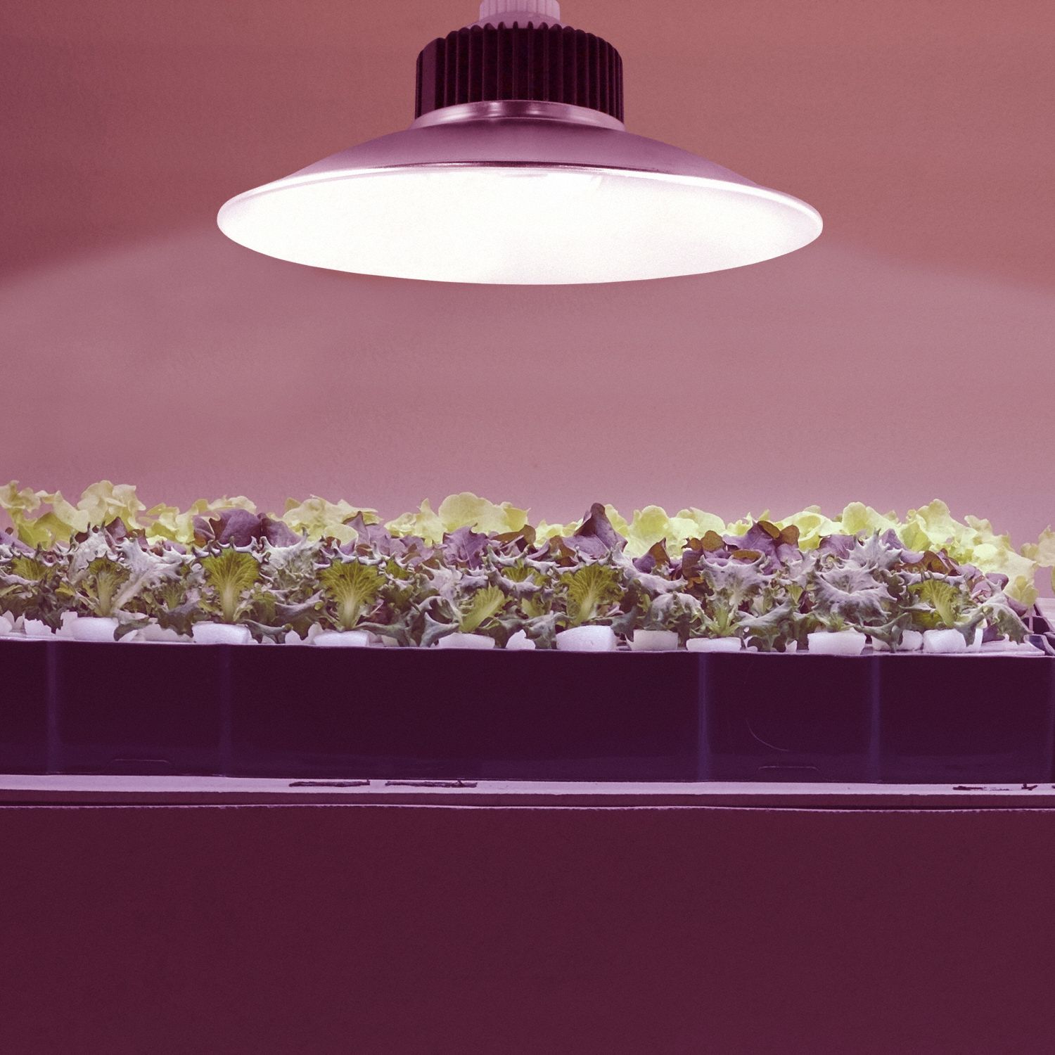 120V, 33 W, LED Grow Light Bulb - 61JA81|GR-REF1SS - Grainger